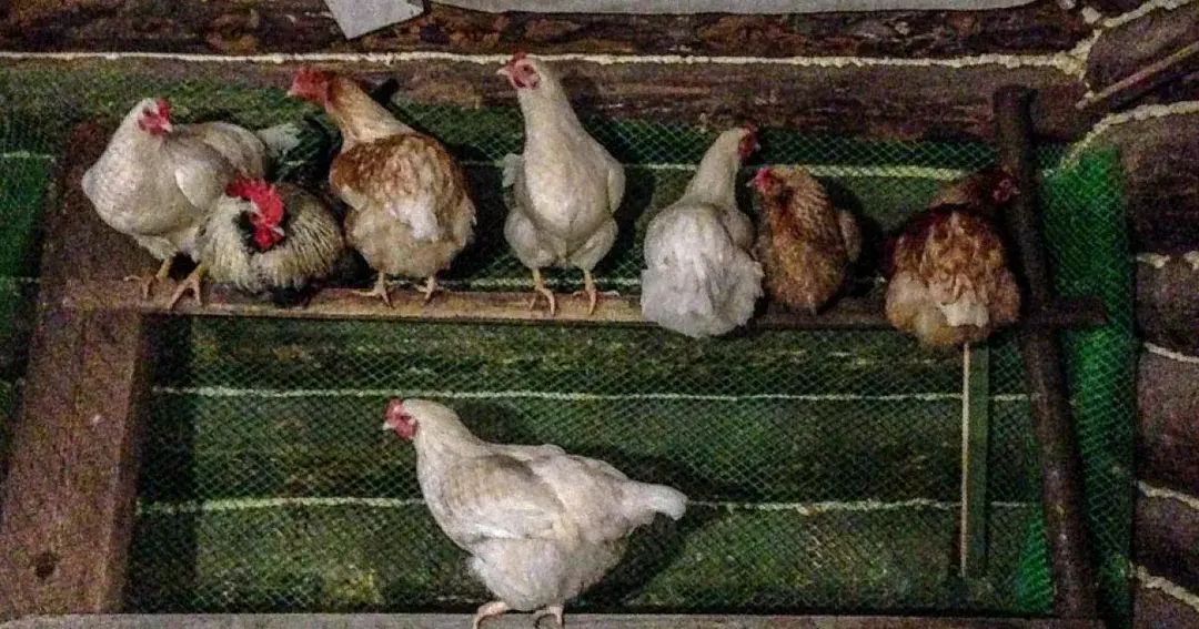 Дело не в петухе: шеф-повар Ушаков раскрыл главный обман фермерских яиц ...